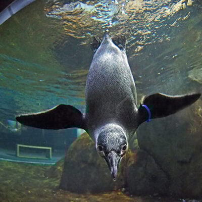 Greensboro Science Center › North Carolina Science Trail