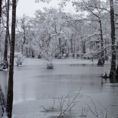 Merchants Millpond State Park › North Carolina Science Trail