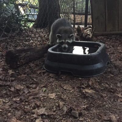 Rowan Wild and Dan Nicholas Park › North Carolina Science Trail
