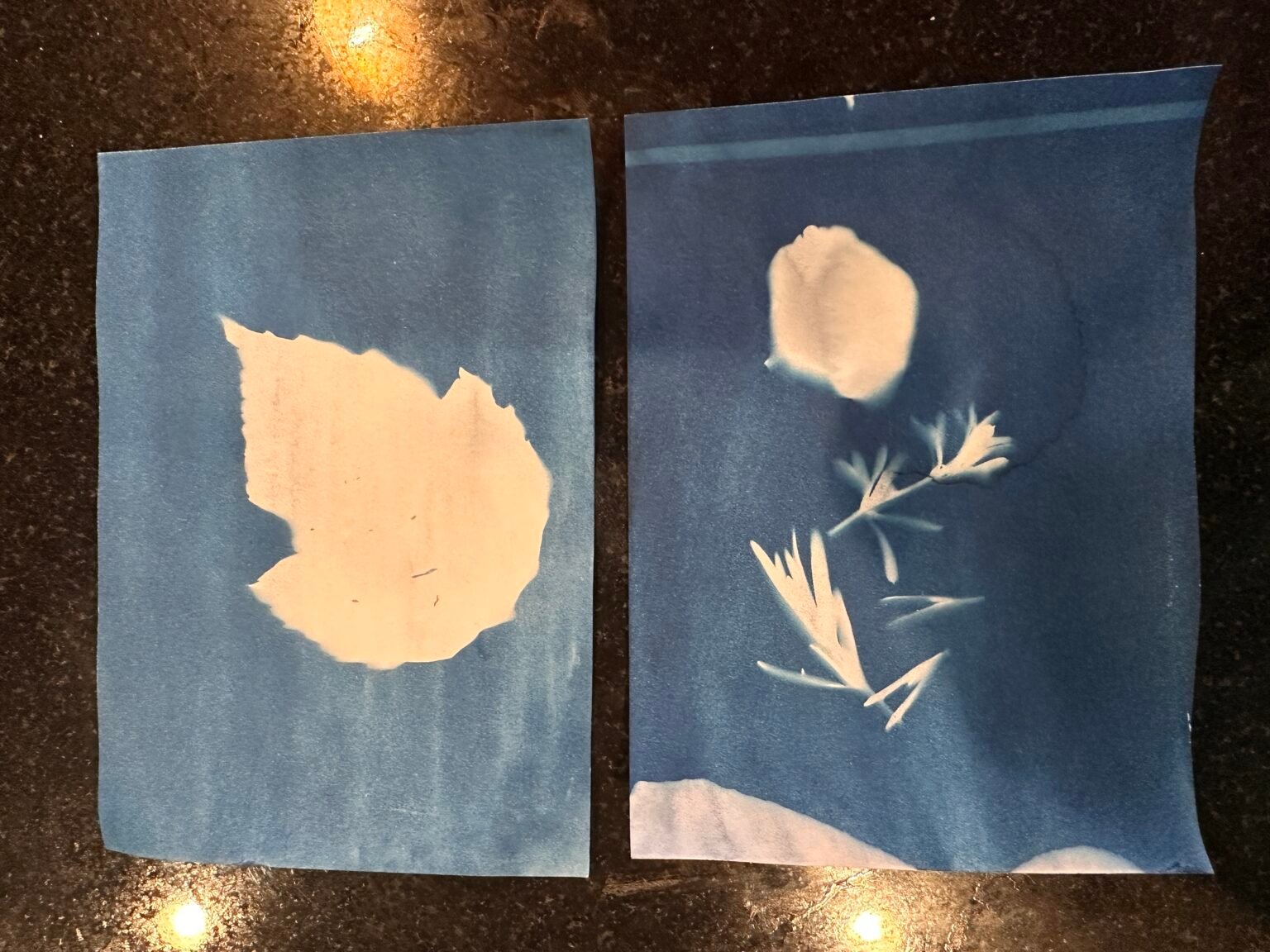 Curious Minds Inquire: Using the Sun or UV Light to Make Cyanotypes ...