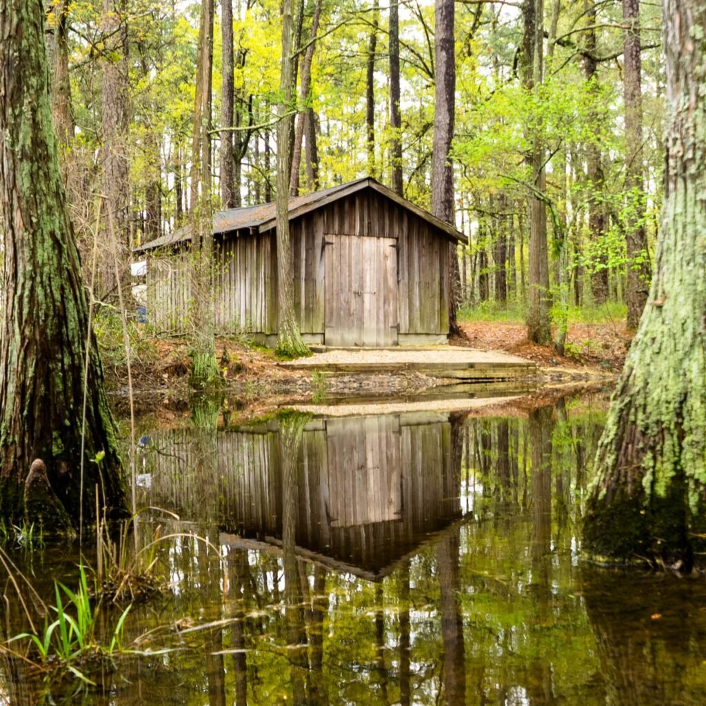 Carvers Creek State Park › North Carolina Science Trail