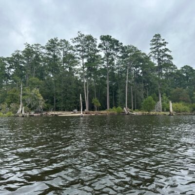 Goose Creek State Park › North Carolina Science Trail