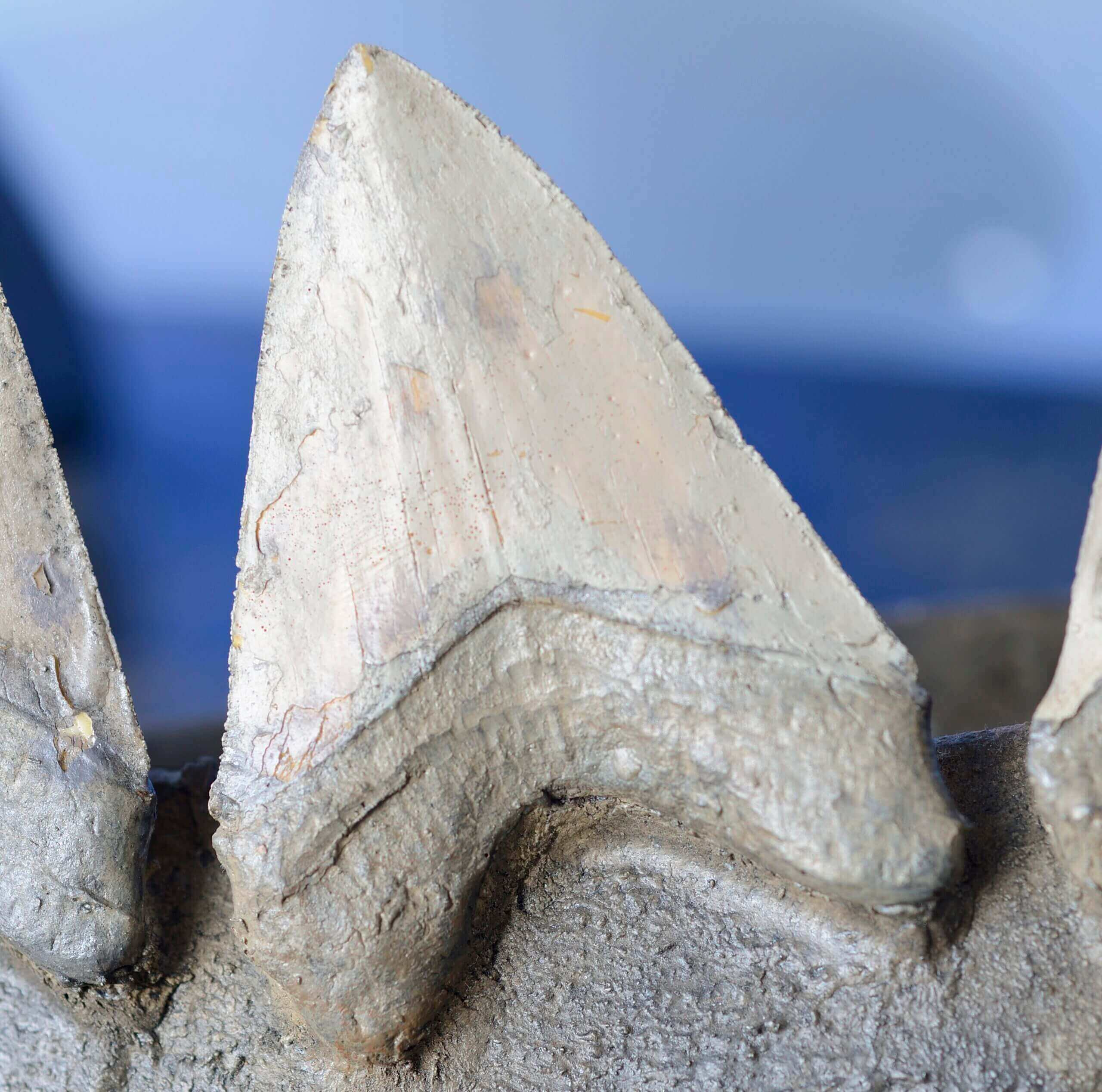 Museum of Coastal Carolina: Bewildering Biofacts – Shark Teeth › North Carolina Science Trail