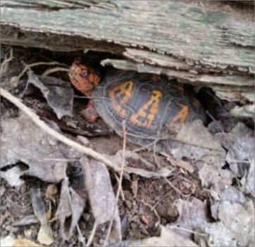 ecoEXPLORE: Totally Turtles (Virtual through NCMNS; Registration ...