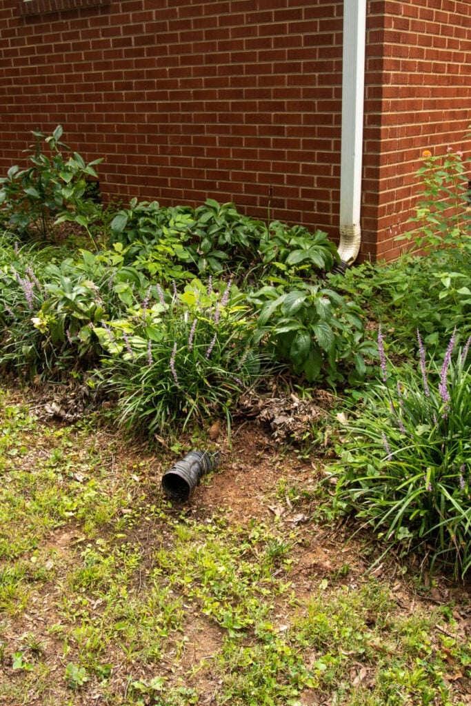 Discover Salamanders and More in North Carolina’s Urban and Suburban ...