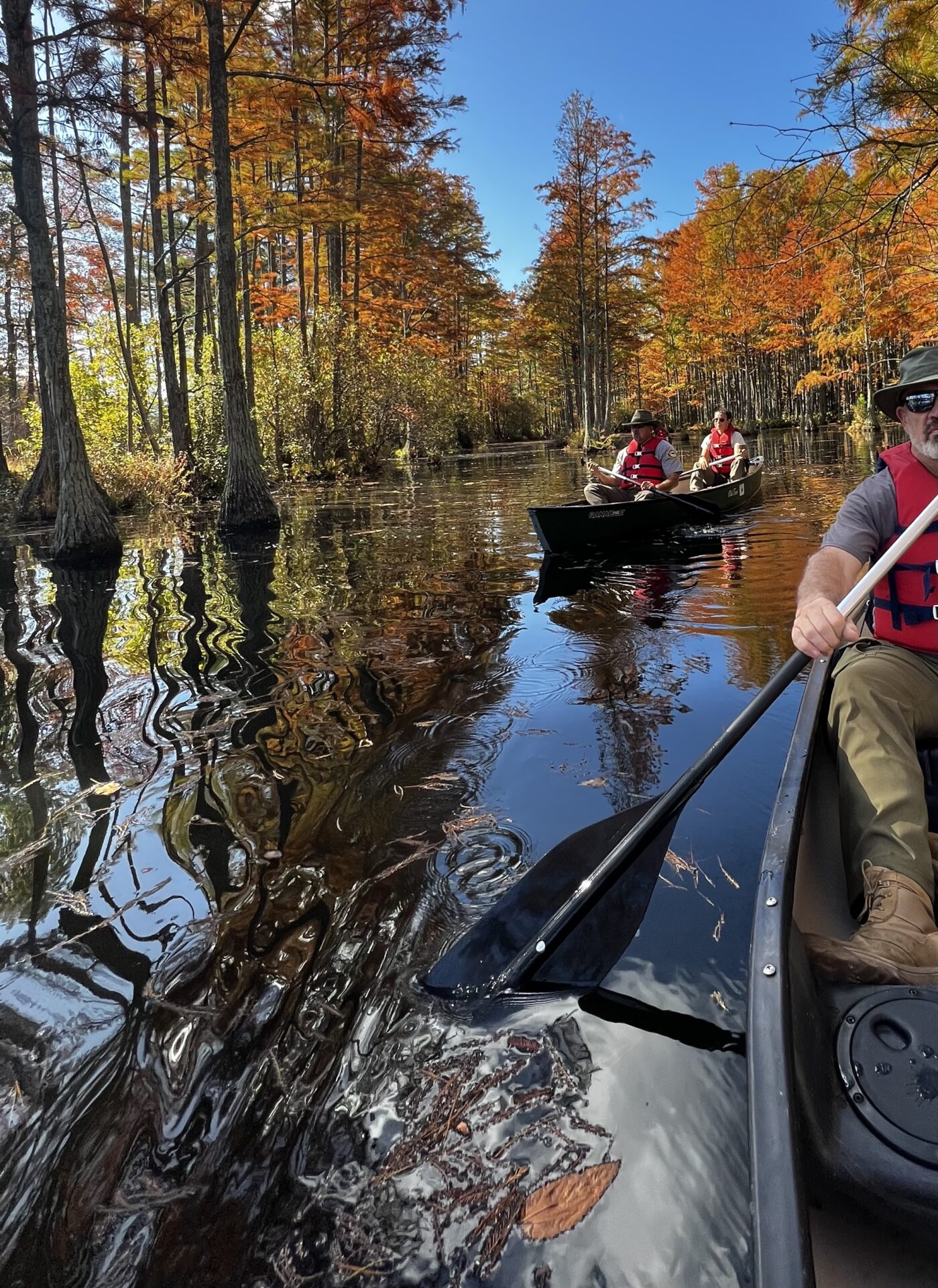 Carvers Creek State Park : Canoe Hike (8+, registration required ...