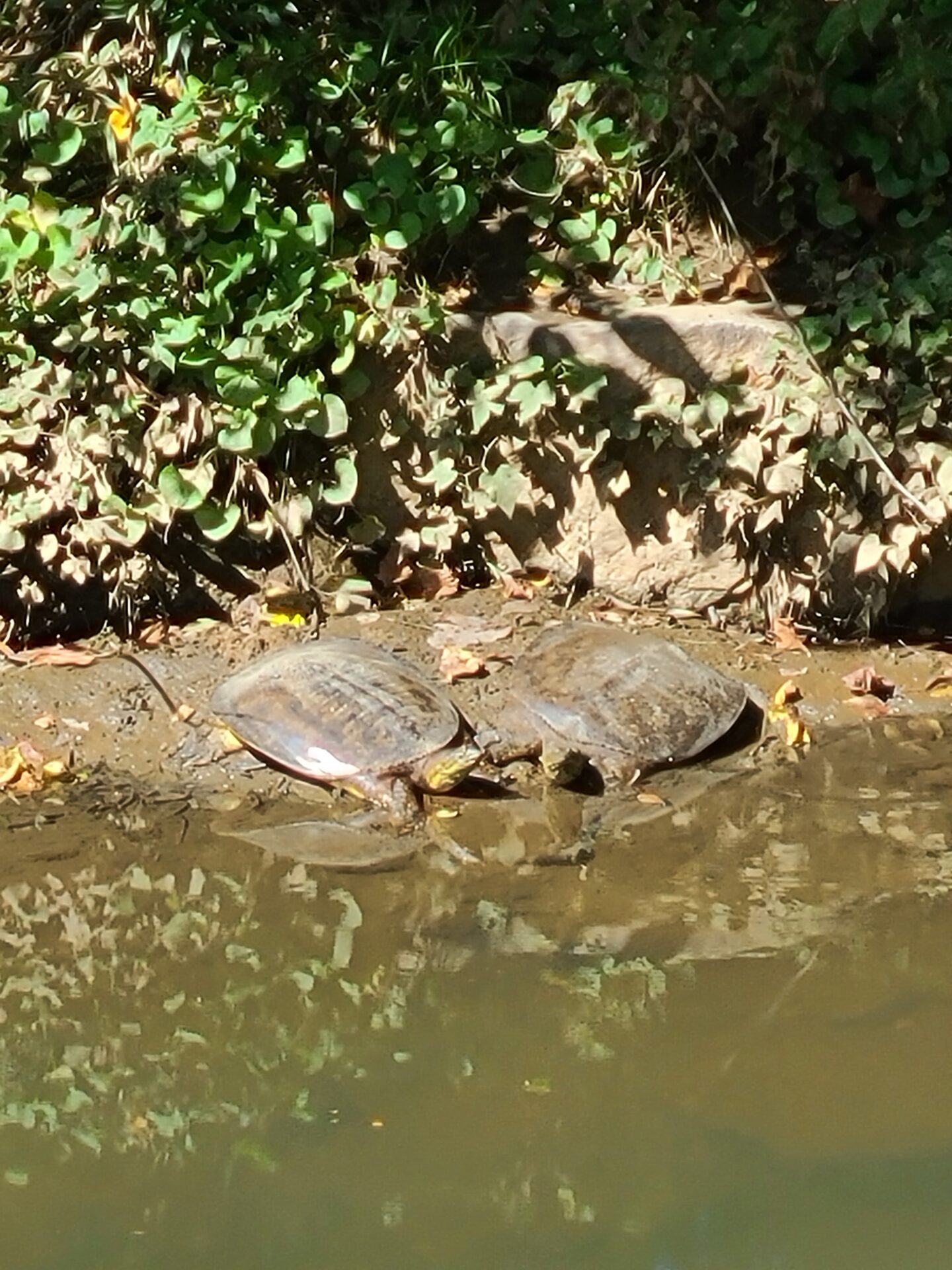 Discover Salamanders and More in North Carolina’s Urban and Suburban ...