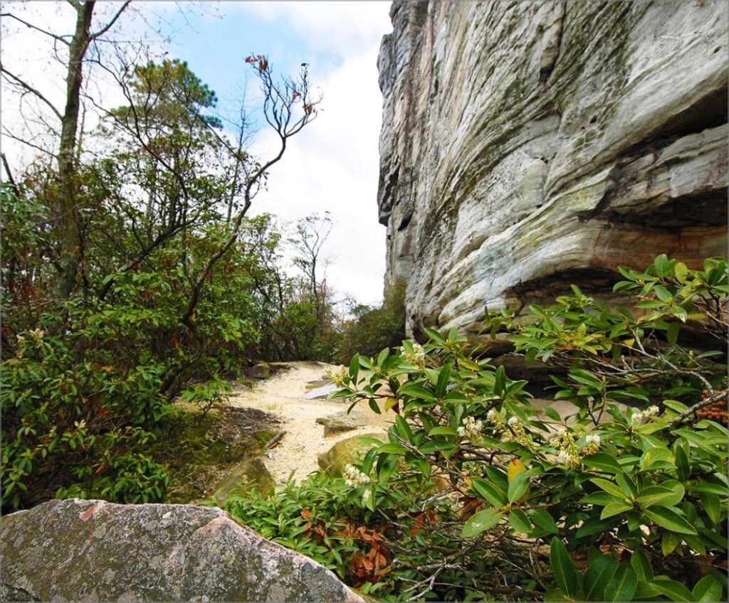 Pilot Mountain State Park: Pilot Knob Hike › North Carolina Science Trail