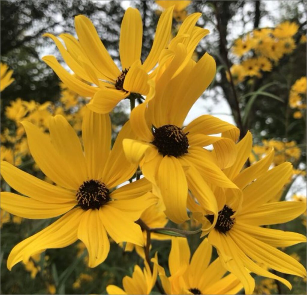 NC Arboretum: Summer Flora ID › North Carolina Science Trail