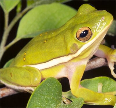 Museum of Coastal Carolina: Habitat Hop at the Green Swamp – Frogs ...