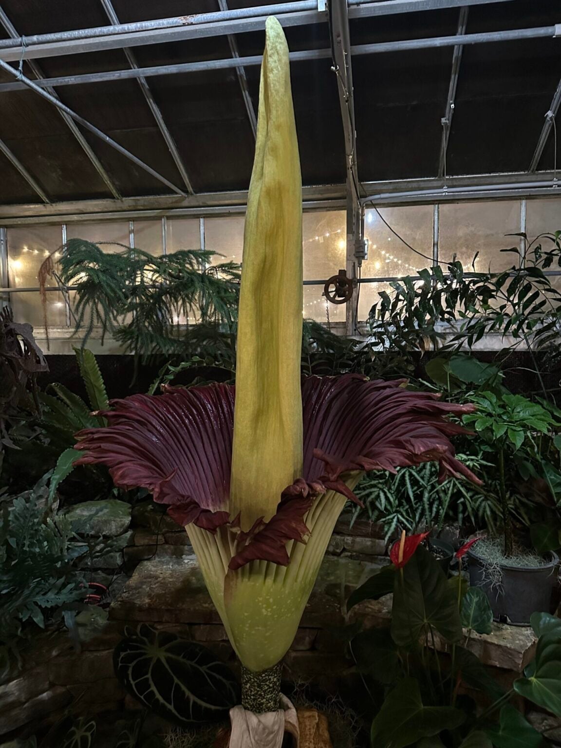 My Night with Cadavera, the Corpse Flower (and 1,000 New Friends ...